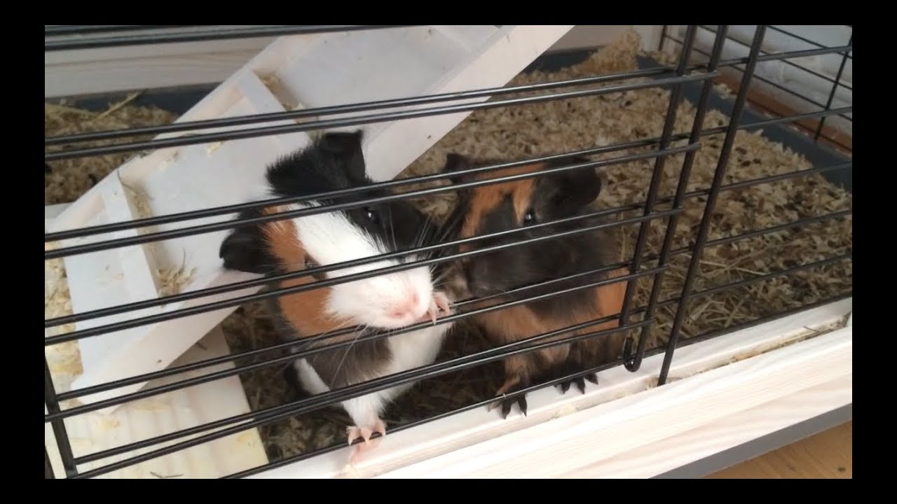 Little Adventures Channel Trailer - YouTube