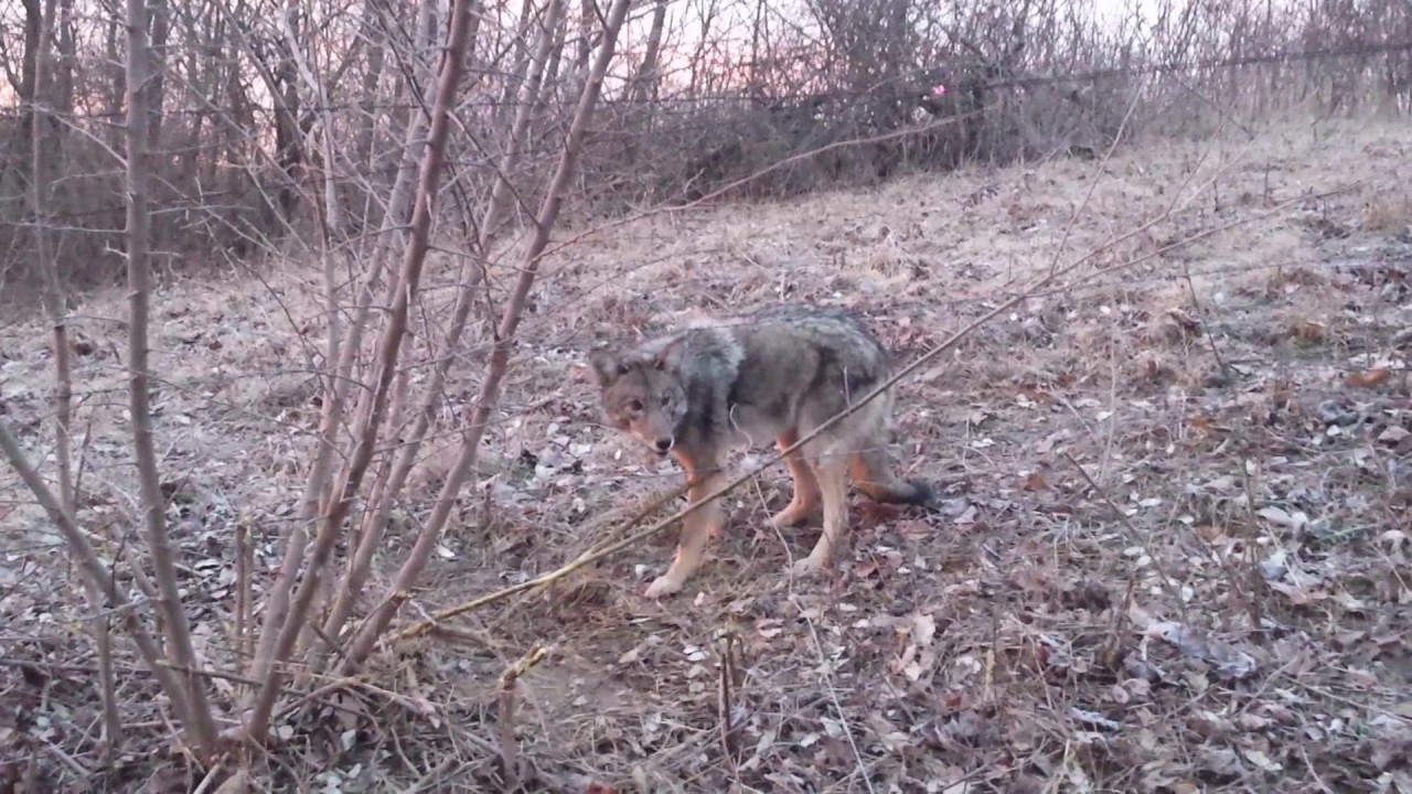 Coyote caught in a snare - YouTube