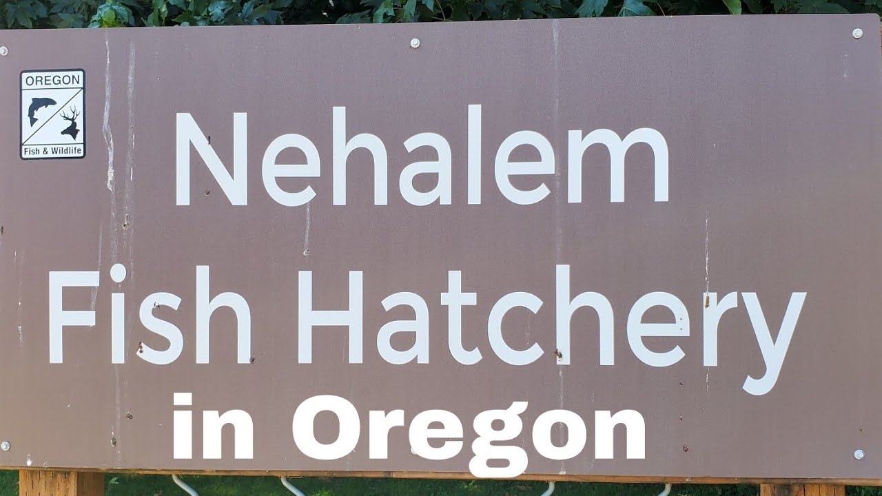 Nehalem Fish Hatchery in Oregon - YouTube