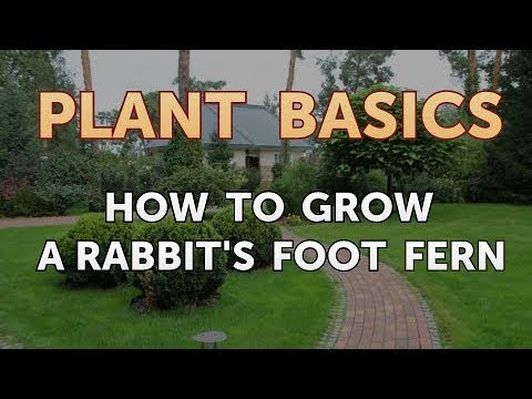 How to Grow a Rabbit's Foot Fern - YouTube
