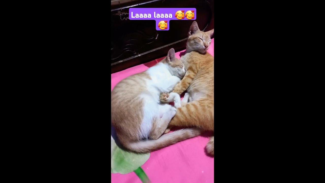 Laa laaa laaaa meew meew meew 🥰🥰 #music #shortvideo #cat #kucinglucuiimut - YouTube