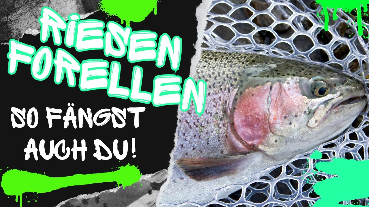 Angeln auf die Schnelle: So fangt ihr riesige Forellen mit minimalem ...