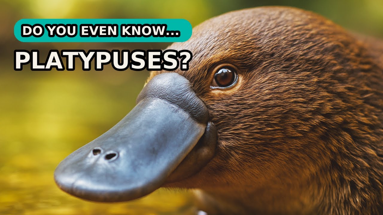 Do You Even Know Platypuses? 7 Fast Animal Facts + a Wild One - YouTube