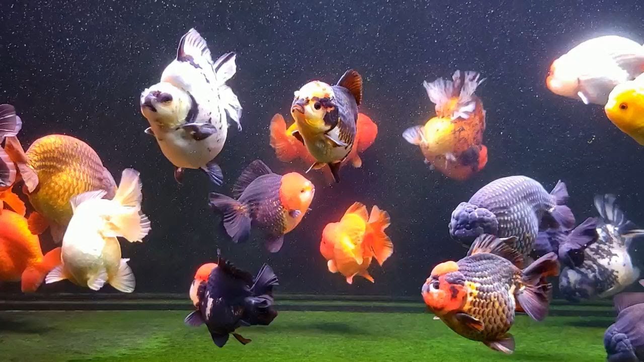 Top Grade Goldfish - The most beautiful goldfish in tank - YouTube