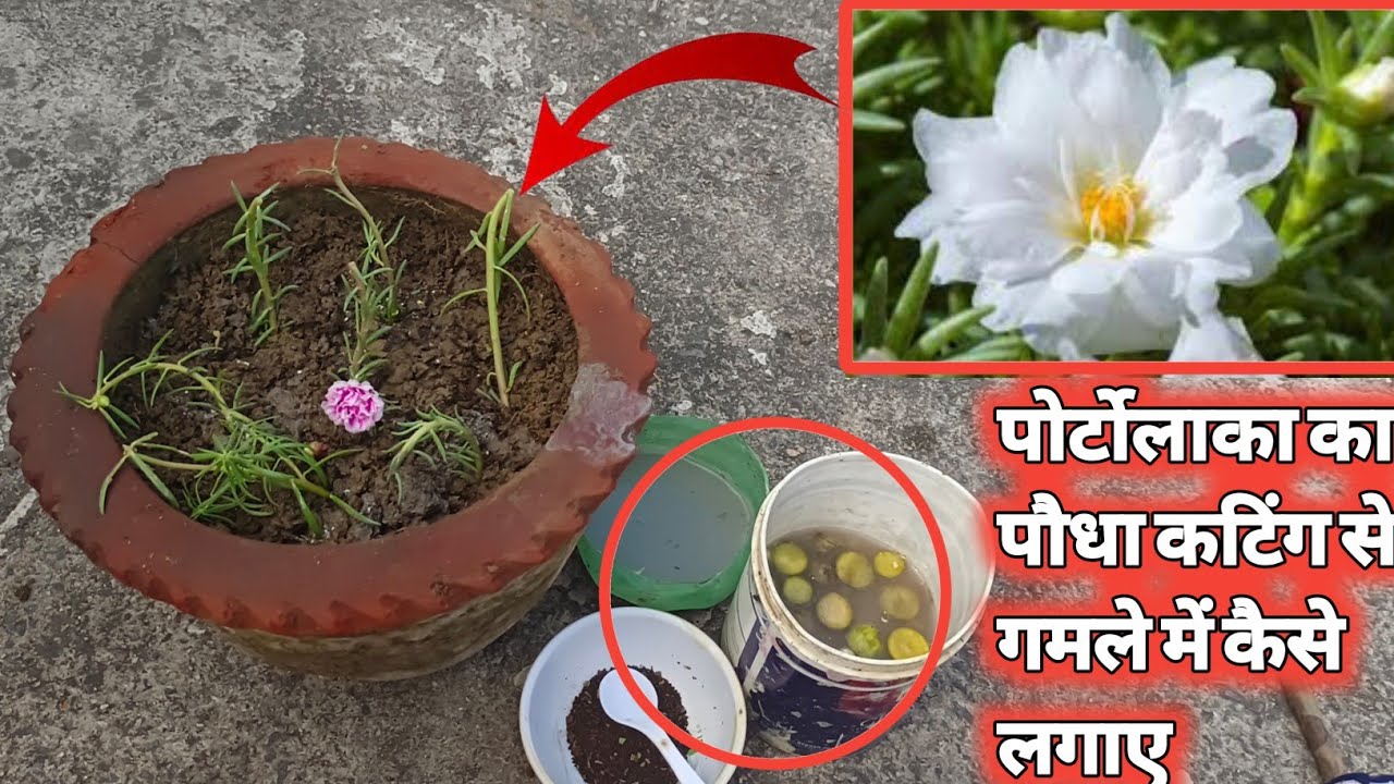 हर घर मौजूद ये चीज आधा चम्मच एक बार पाए ढेरो फूल | Arpana Gupta Garden ...