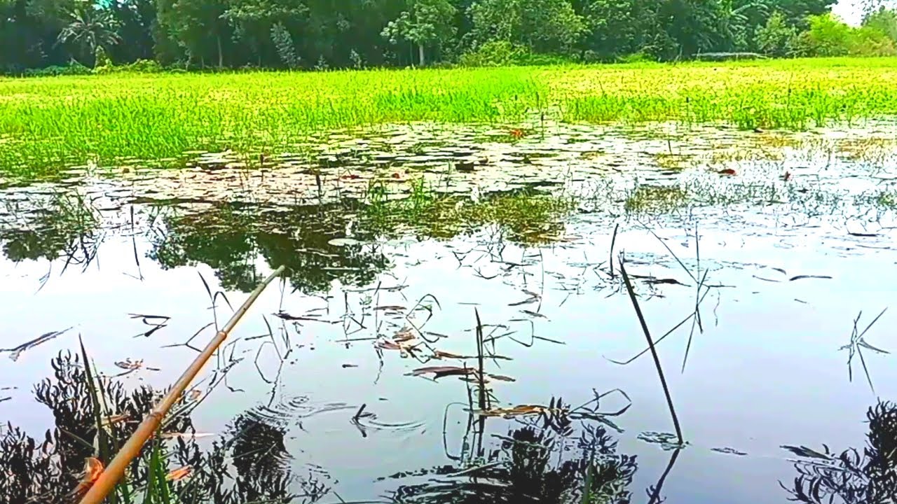 Amazing Hook Fishing Video ~ Traditional hook fishing in bills ...