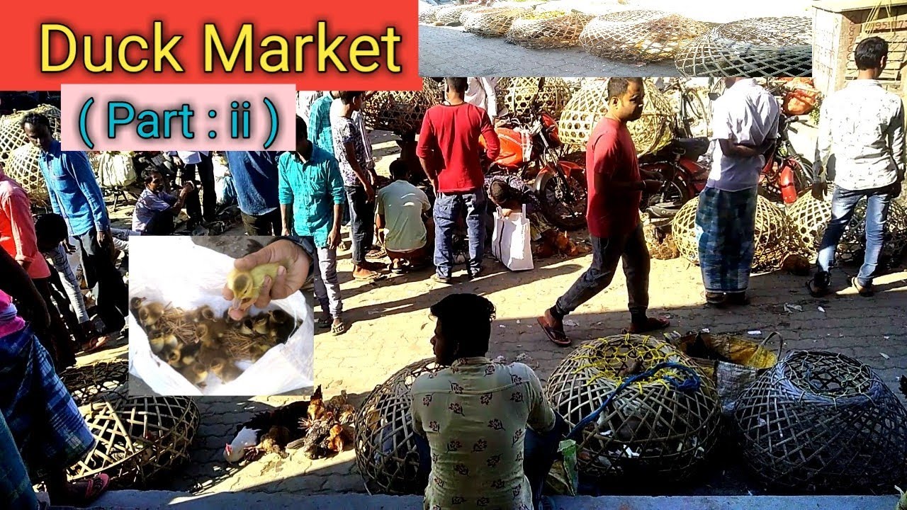 Duck Market in India II Price of the Ducks and Ducklings /chicken mandi ...
