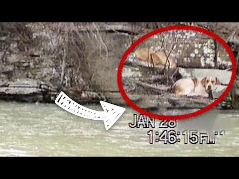 Dogs Stranded by River Rescued | Animal Rescue - YouTube