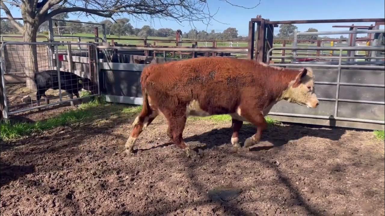 Springdale Noms Hereford Cows & Calves - YouTube