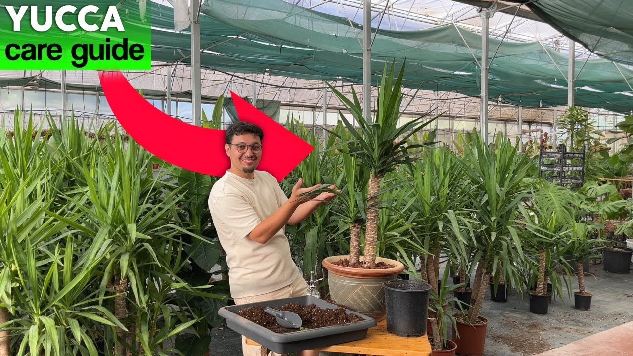 Yucca Plant Care Guide: Everything You Need to Know - YouTube