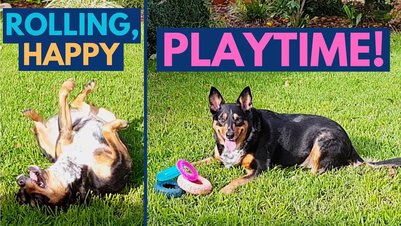 Silly puppy dog rolling in grass! Happy playtime with dog toys! - YouTube