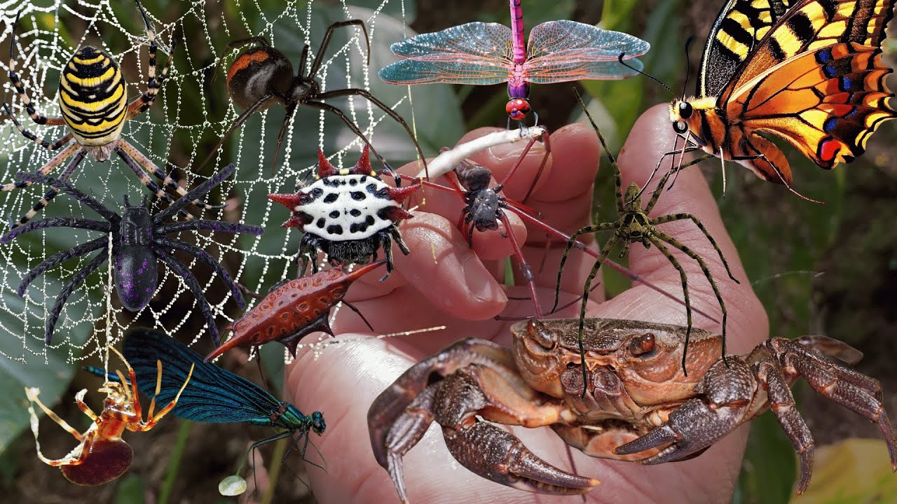 Hunt a thousand spiders‼️catch orb weaver spiders, red spiders, big crabs, red dragonflies - YouTube