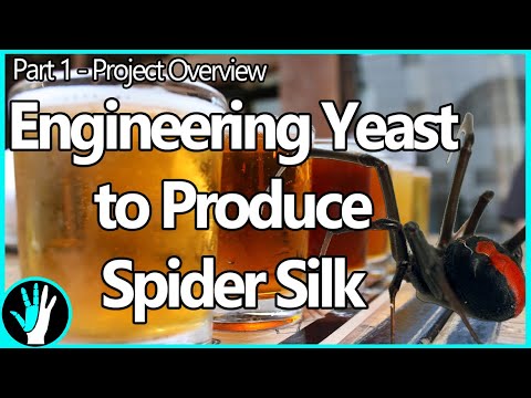 Spider Beer - Making Yeast Produce Spider Silk - Project Overview