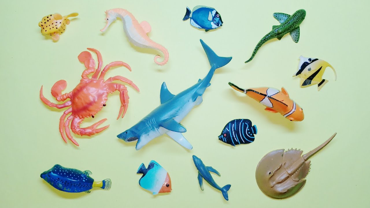 Hunting Found Sea Animals Clown Fish, Hammerhead Shark, Orca Whale ...