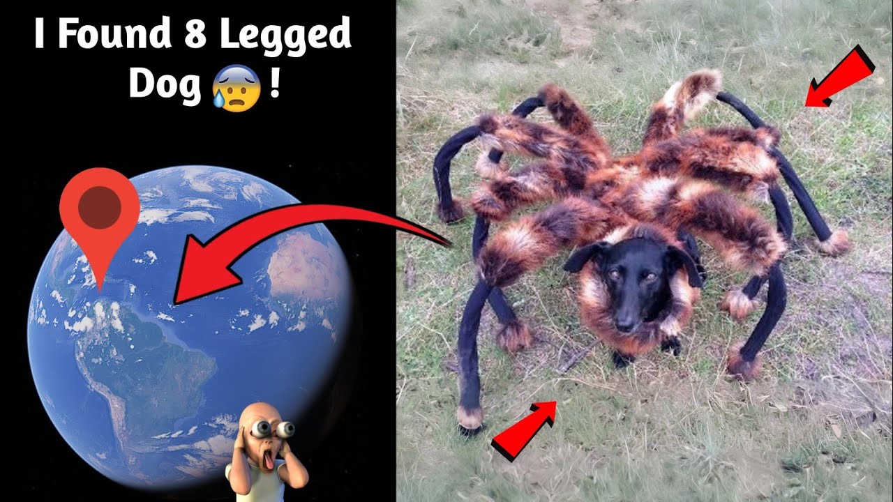 😰 I Found Weird 8 Legged Dog On Google Earth and Google Maps! - YouTube