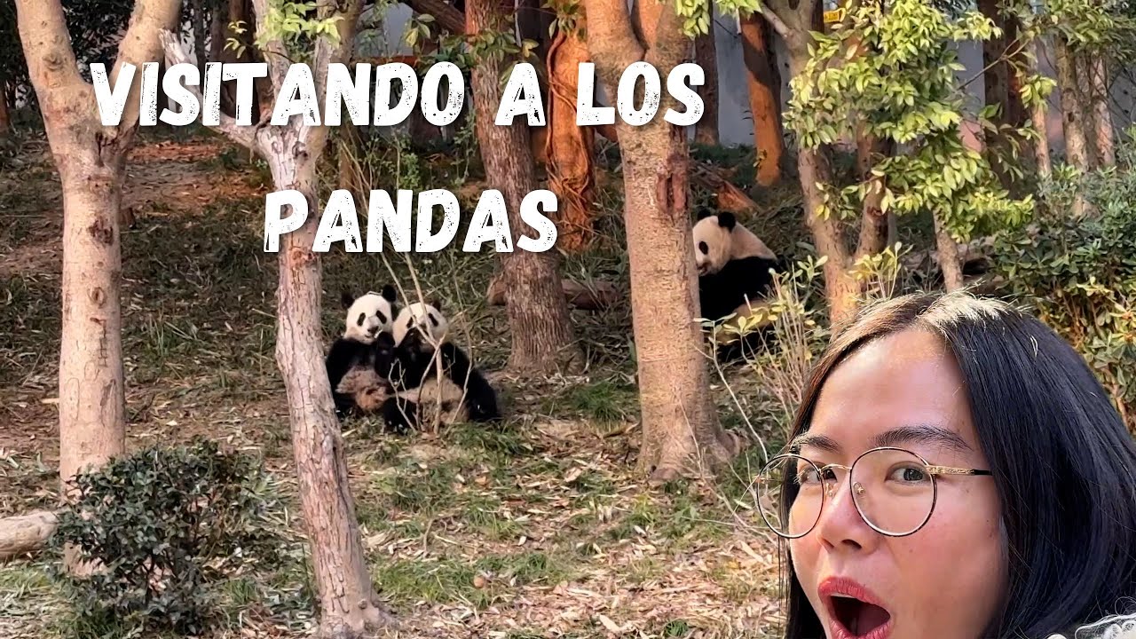 Visitando la casa de PANDAS | Centro de Investigación de Pandas 🐼 - YouTube