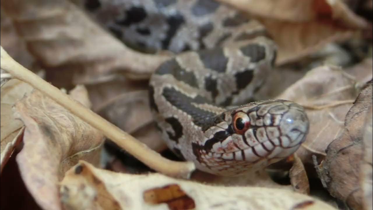 First Juvenile Prairie King Snake Of 2022! - YouTube
