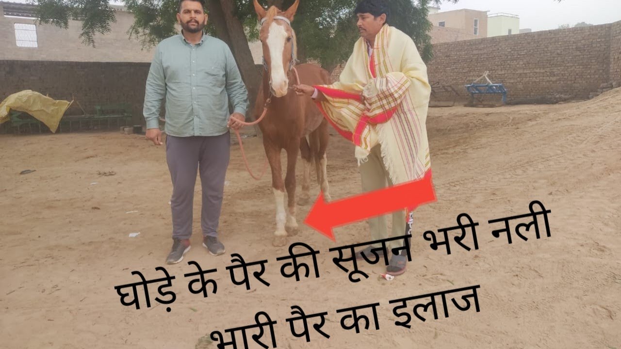 घोड़े के पैर की सूजन मुठे नली का इलाज. Ghode ke muthe nali pair bhari ...