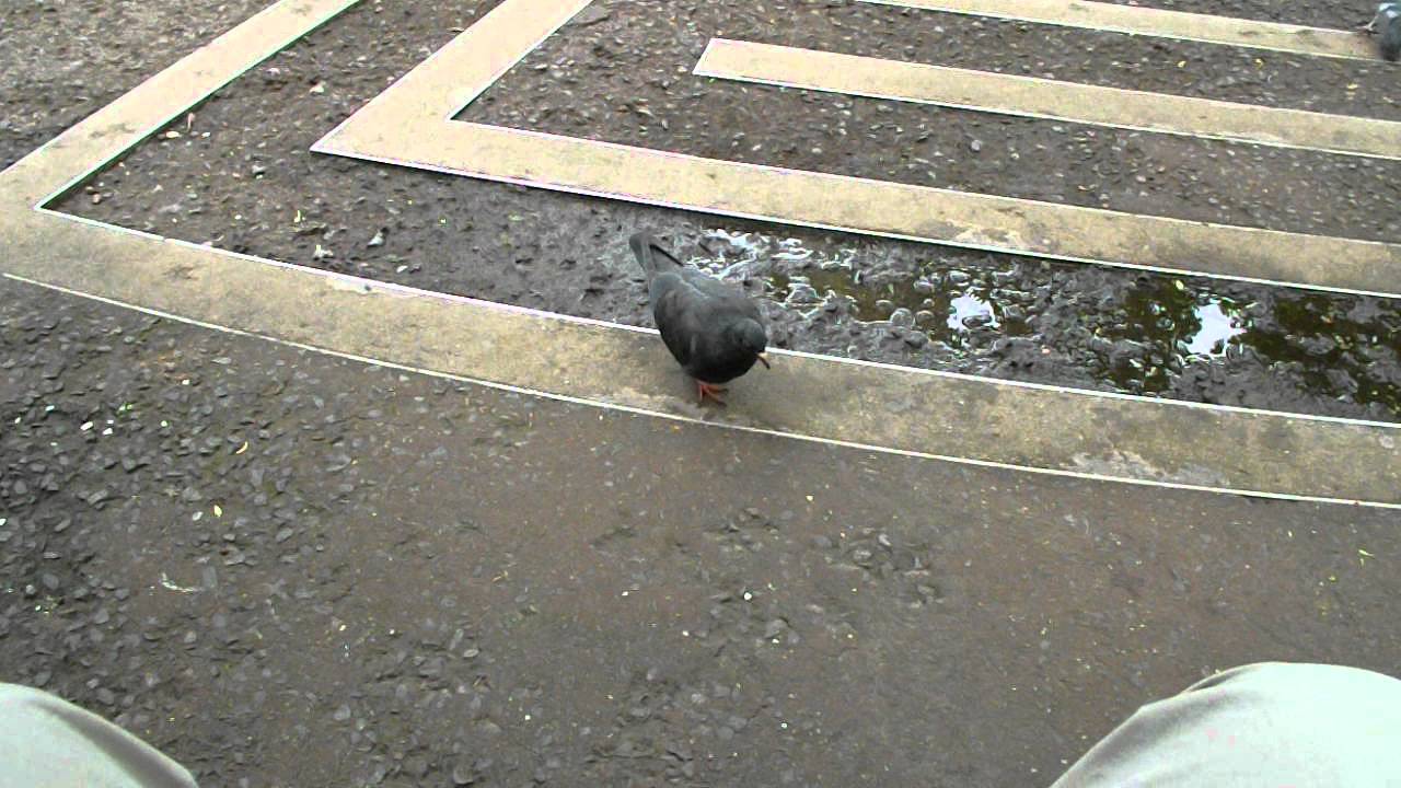 Fujifilm Finepix SL300 video test