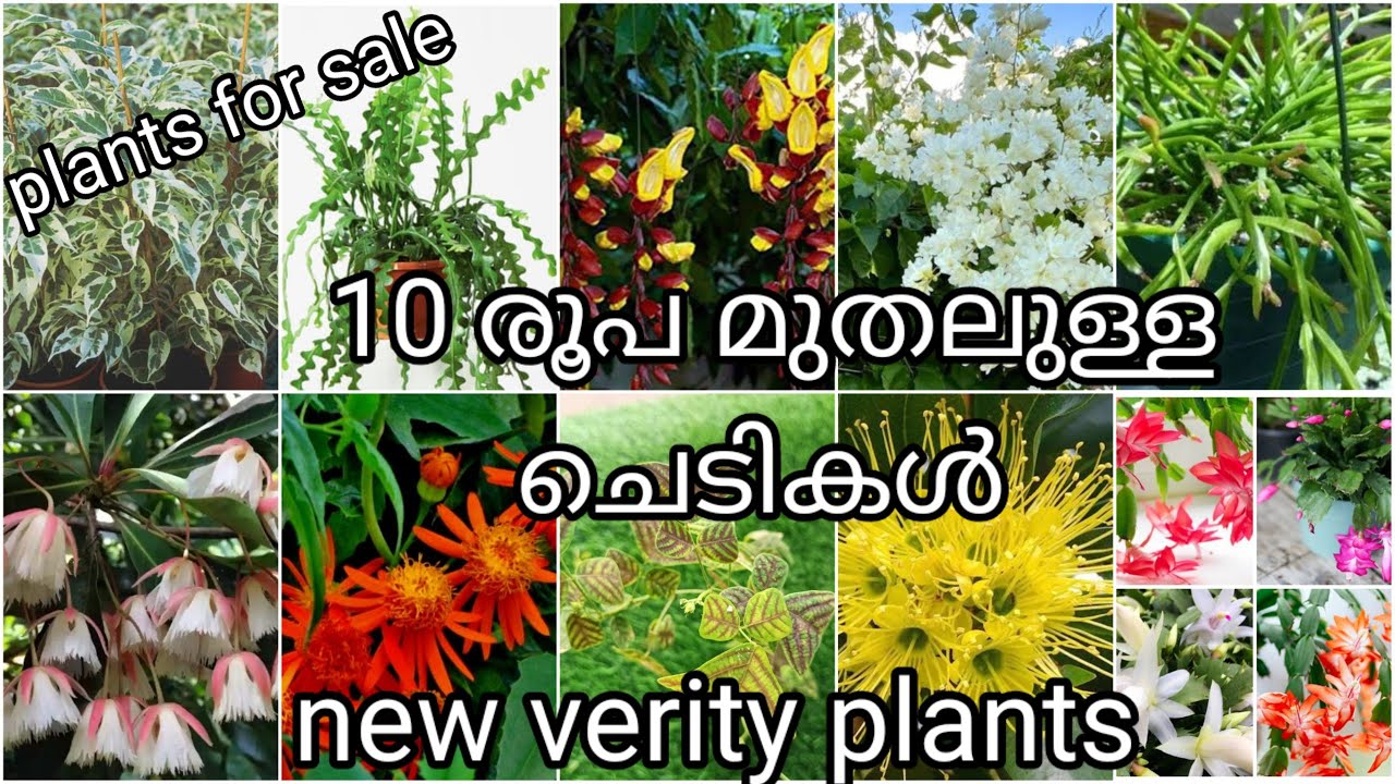 8075457492|| 10രൂപ മുതൽ ചെടികൾ || parvana home garden ||online plant ...