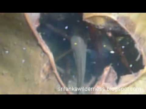 Spotted snakehead Fish (Channa punctata) Aka Mada Kanaya, Juveniles ...
