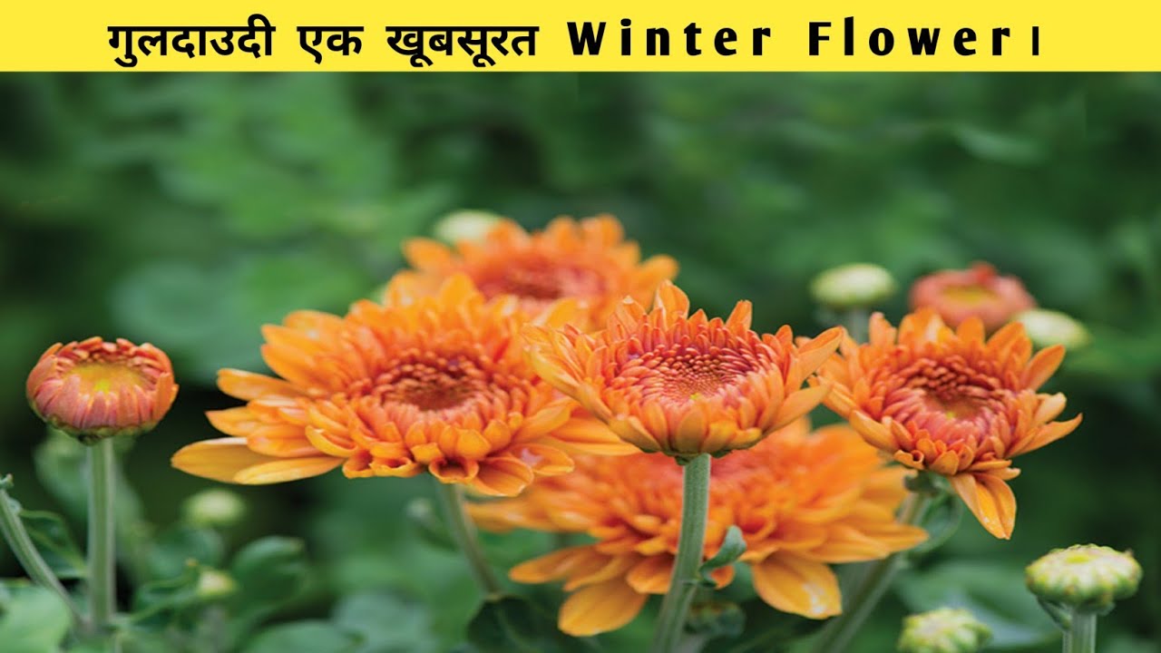 Chrysanthemum Flowers Care Tips। गुलदाउदी की देखभाल कैसे करें । # ...
