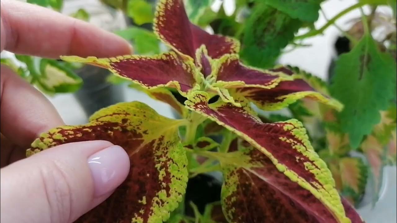 Как правильно формировать колеус. Прищипка колеуса. - YouTube