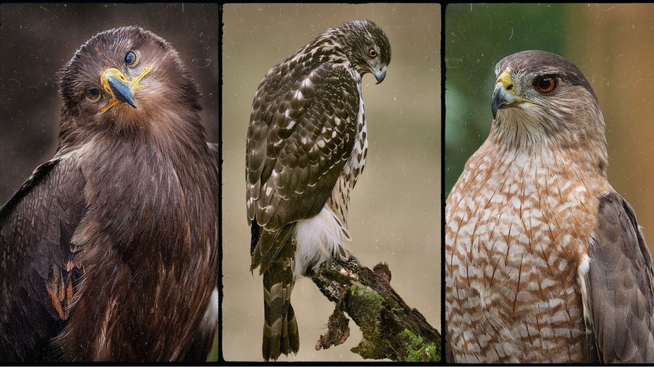 Top 7 Hawks Species You Need to See | Hawks Species Spotlight ...