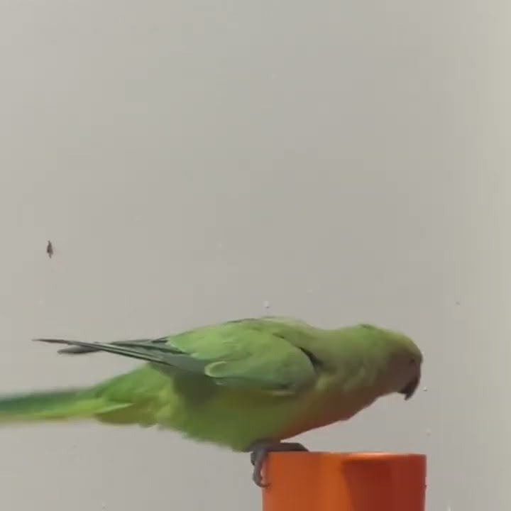 Bath time for Chippy Bird😍👌 - YouTube