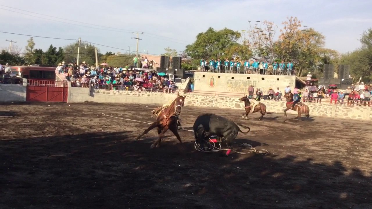 Toro El Patito Feo En El Huizache - YouTube
