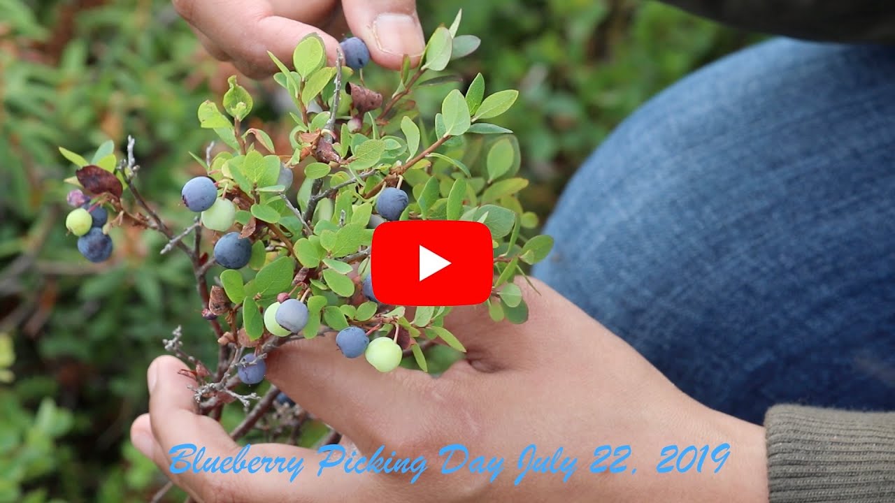 Wild Blueberries At The Arctic Circle (Northwest Territories, Canada ...