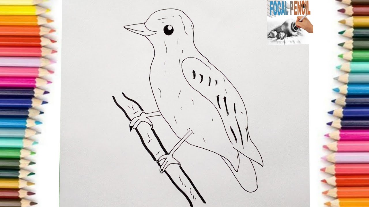 Xenops Coloring Page Xenops Vector Images (59)