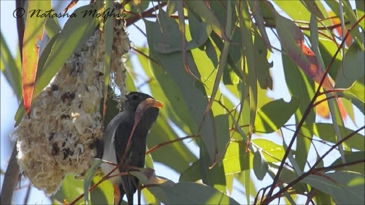 Mistletoe Bird Nesting - YouTube
