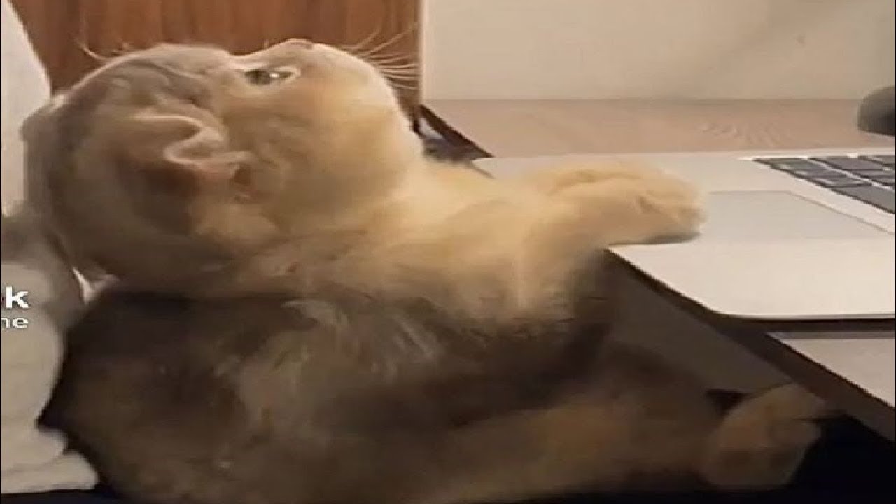 Pets Ka | #60 Tổng hợp động vật hài hước 😸 Thú cưng vui nhộn 😋😂 - YouTube