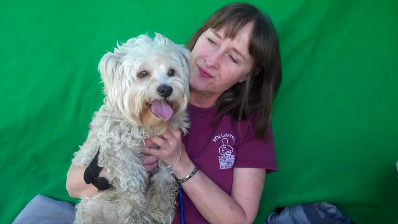 ADOPTED! A5014838 Boomer | West Highland White Terrier / Poodle Mix ...