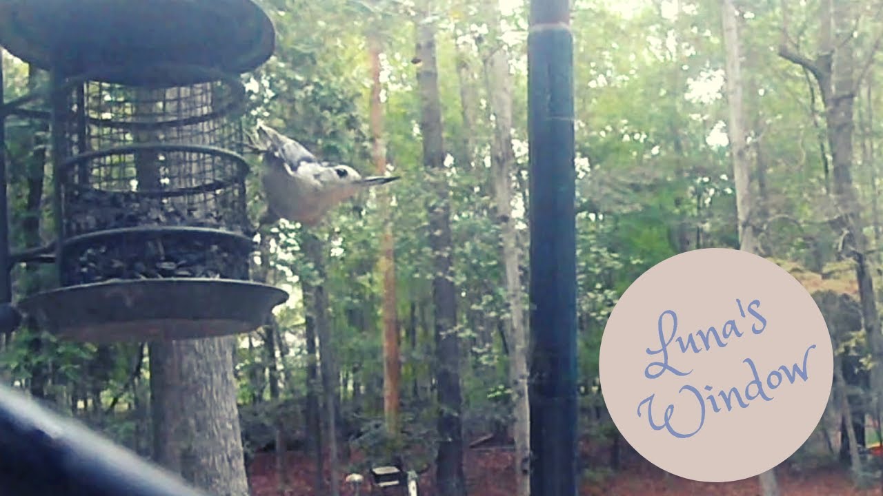 White-breasted Nuthatch, Brown-headed Nuthatch and Tufted titmouse ...