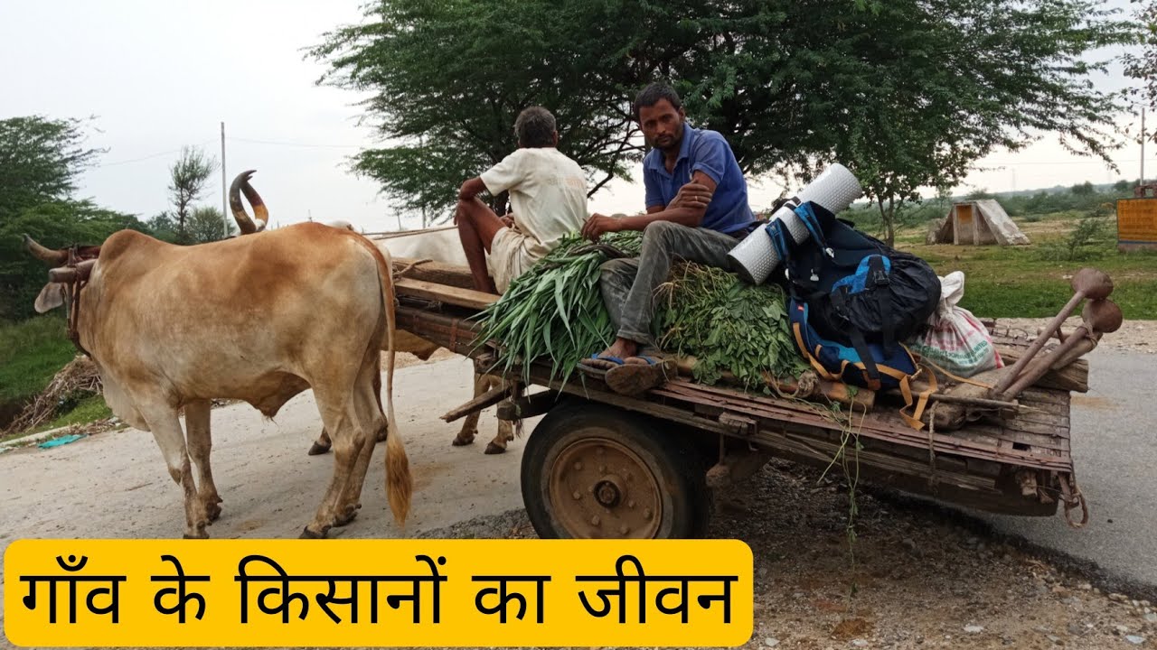 मेवाड़ी गाँवों में खेती और पशुपाल! mewari village life style #rajasthanvillagelife #villagelife ...