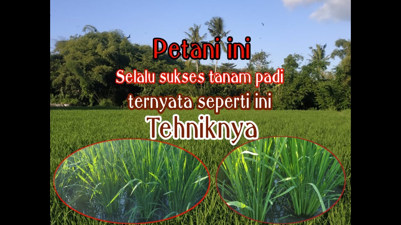 PETANI ini sukses menanam padi... ternyata ini salah satu tehniknya ...