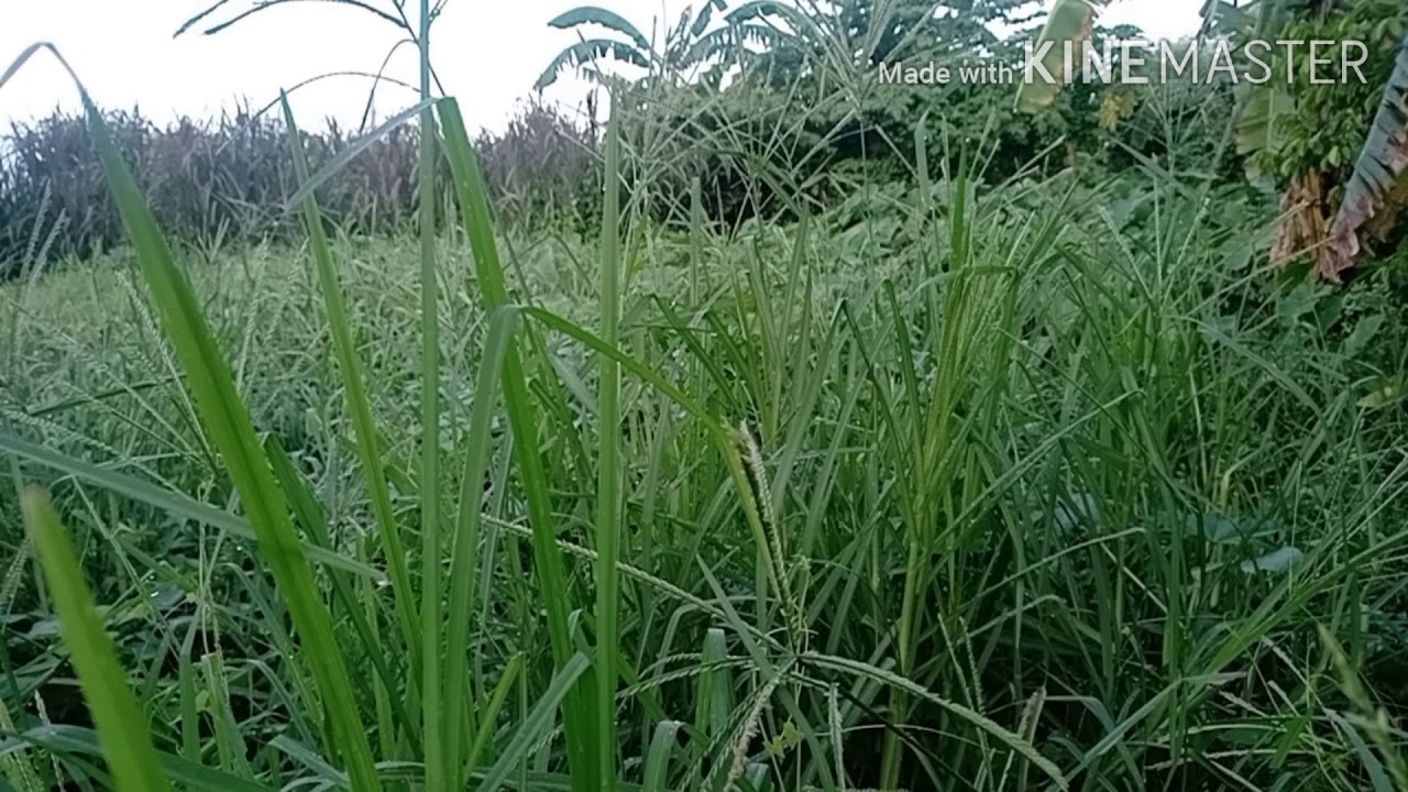 PARAGIS (wire grass/goose grass/dog's tail) at ang mga binipisyo nito ...