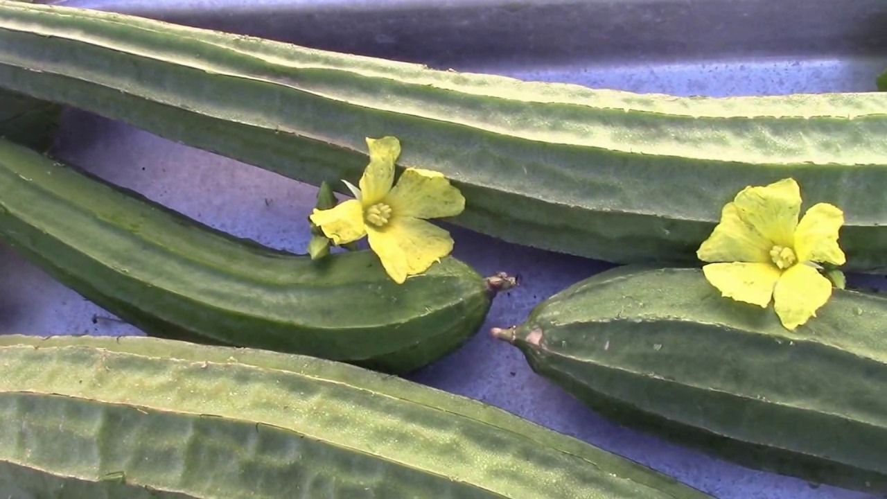 como plantar bucha vegetal - YouTube