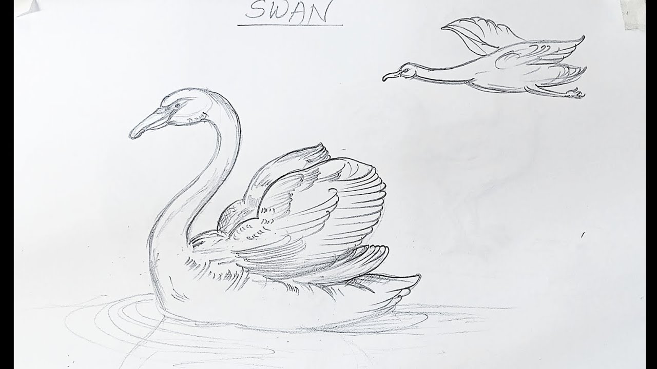 Swan pencil sketch|Swan drawing|step by step - YouTube