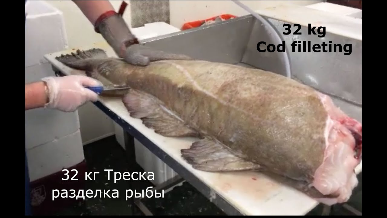 Разделка рыбы. 32 kg Cod fish filleting! How to fillet a Cod fish ...