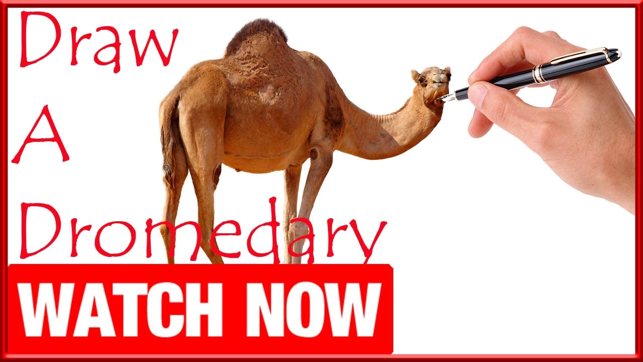 How To Draw A Dromedary - Learn To Draw - Art Space - YouTube