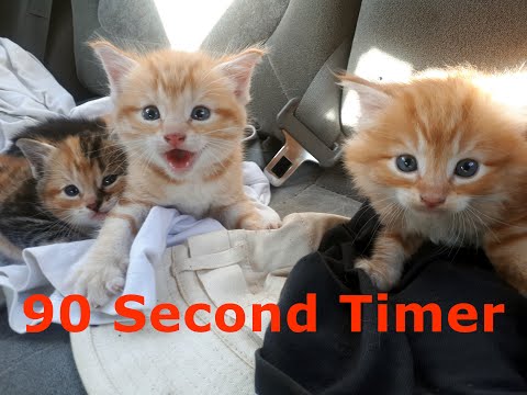 90 Second Timer for cat lovers - Meowing cat sounds alarm