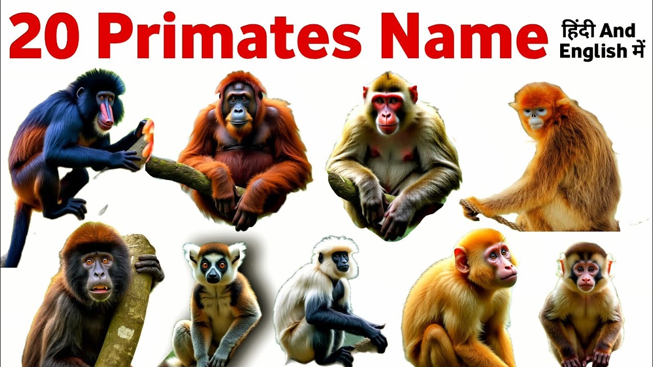20 Amazing Primates Name for Kids || Kids Learn, Study बंदरों और Apes ...
