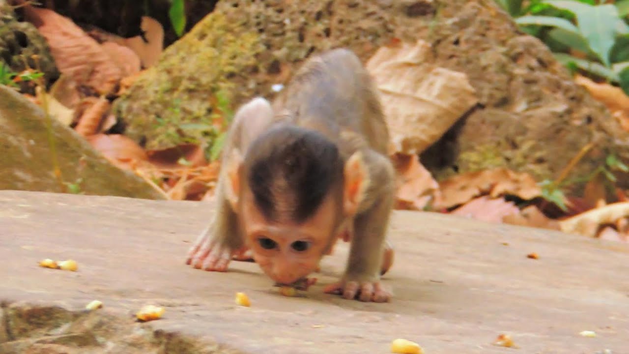 A hungry little monkey tries to pick up tiny foods on the floor ...