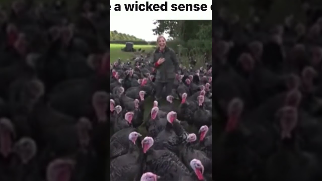 Turkeys laughing!! - YouTube