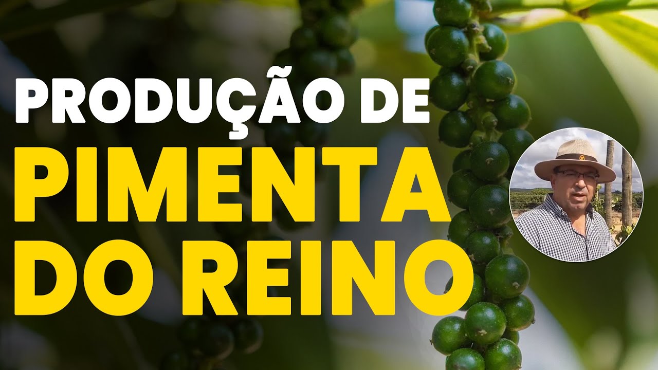 PRINCIPAIS DICAS NO CULTIVO DE PIMENTA DO REINO - YouTube