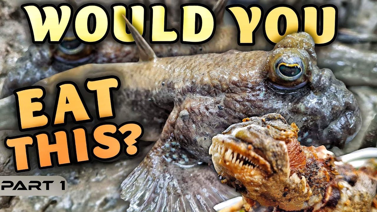EP888-P1 - Mudskippers Catch and Cook - YouTube