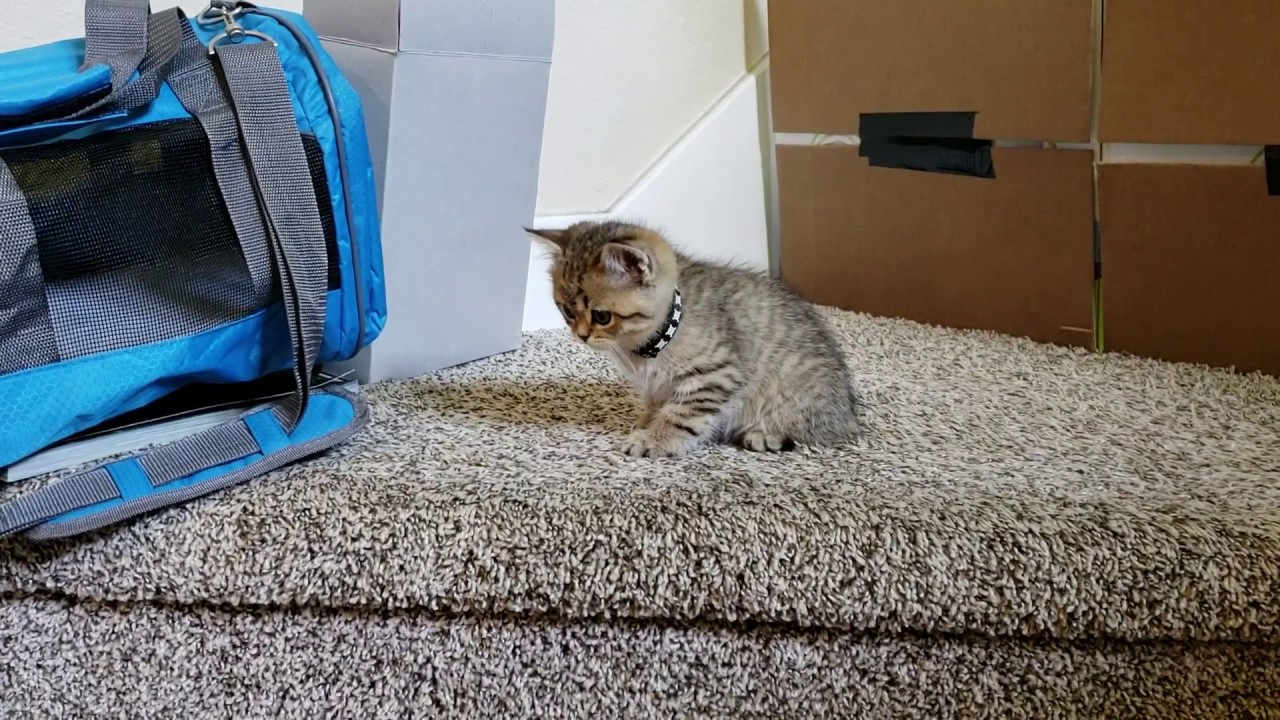 Scottish Fold Kitten - Tiger - YouTube